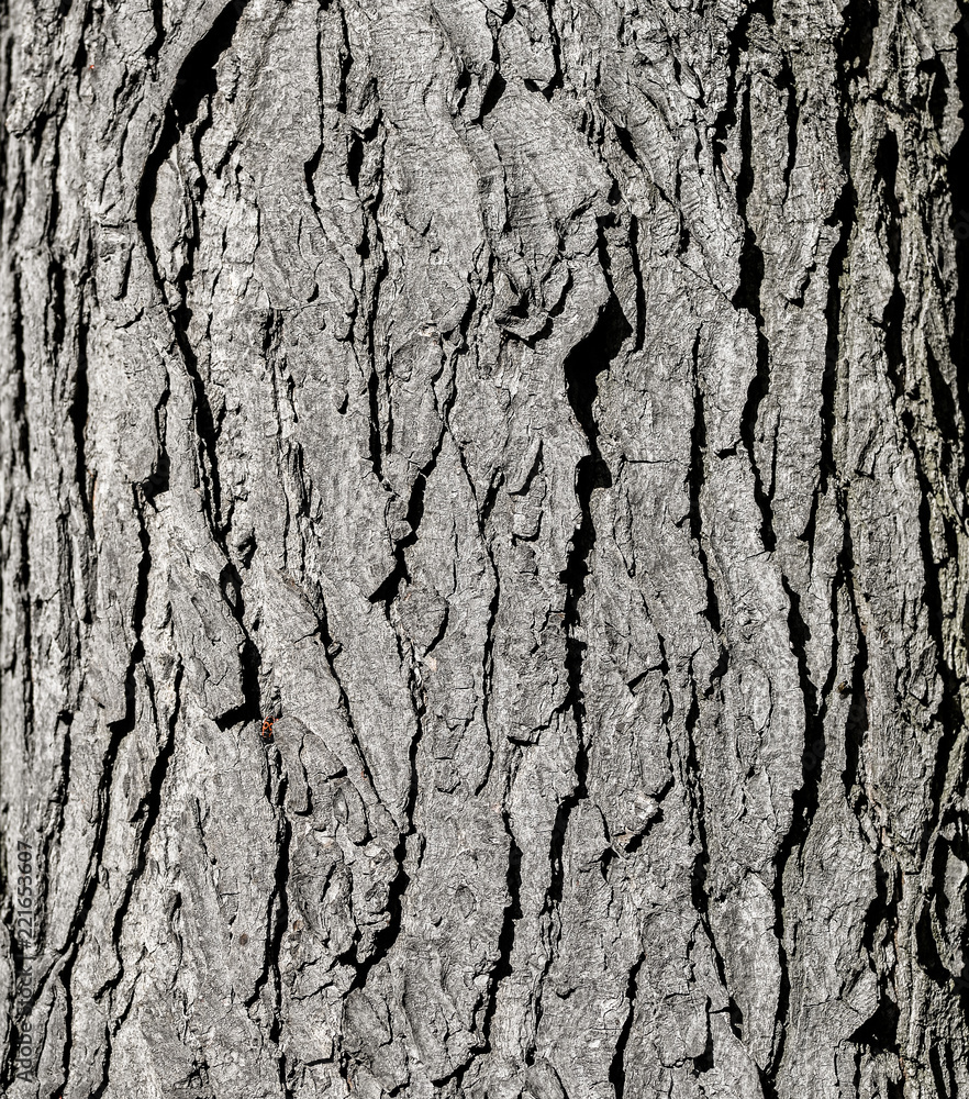 Oak Tree Bark Background