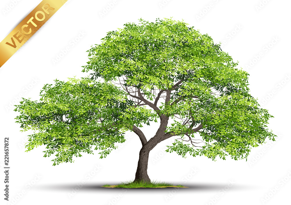 Beautiful tree Realistic on a white background. Stock Vector | Adobe Stock