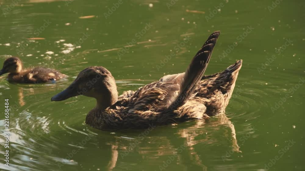 Caring duck with ducklings for a walk in the zoo floats in the water of ...