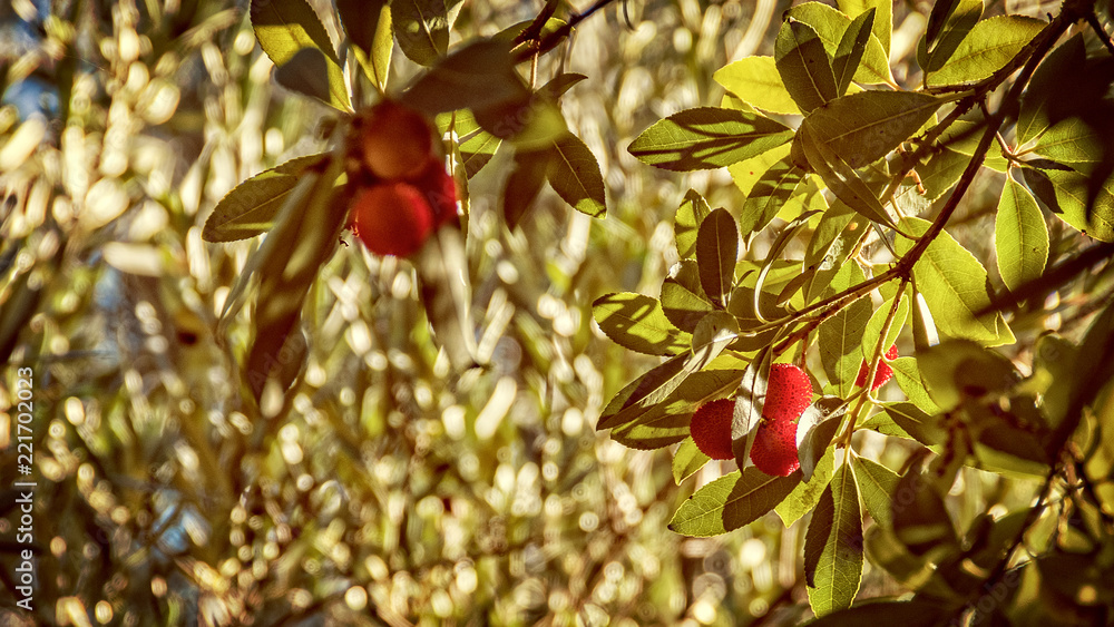 strawberry tree fruit Stock Photo | Adobe Stock