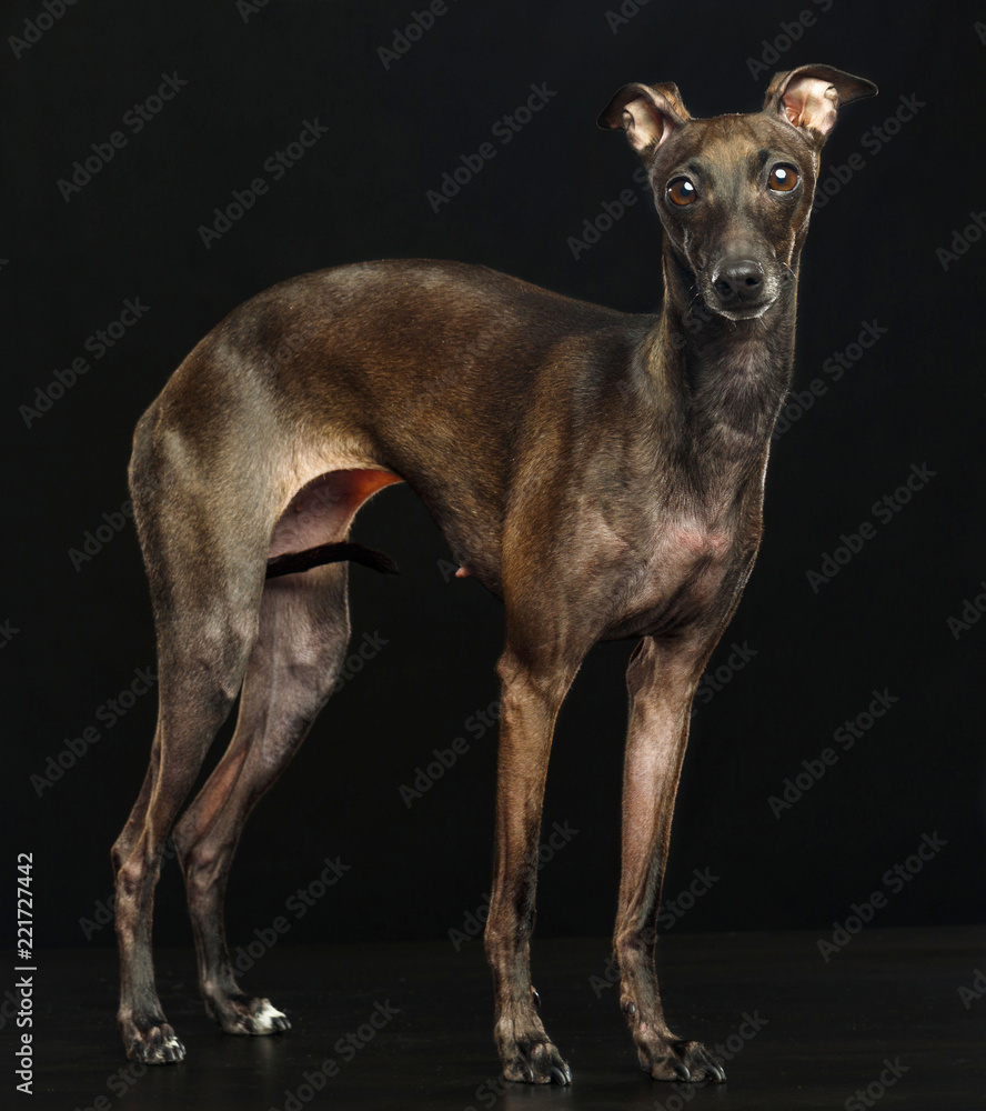 Seal Italian Greyhound