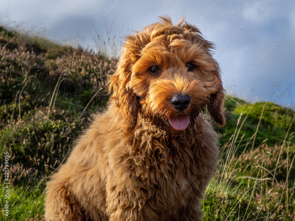 Apricot Cockapoo Puppies