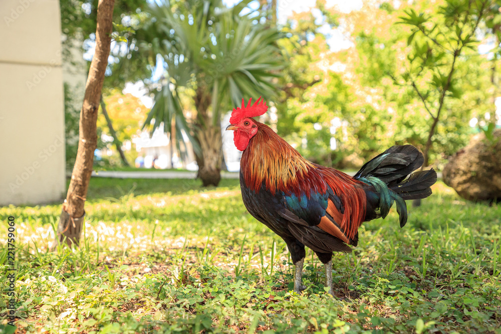 Roosters and chickens, called gypsy chickens or Cubalaya by the locals ...