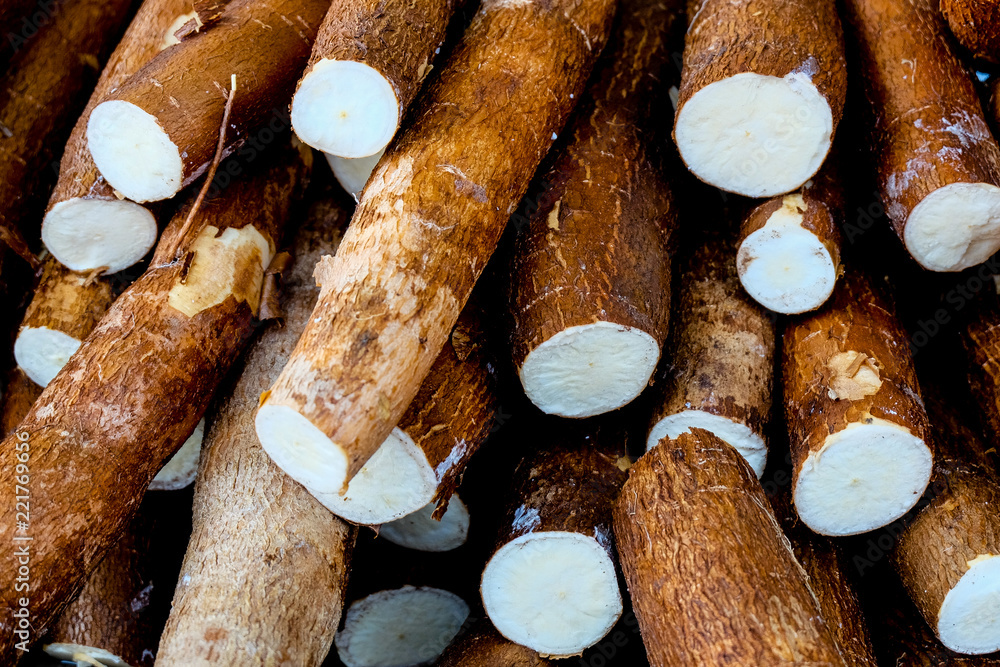 Cassava, also called manioc, yuca, balinghoy, mogo, mandioca, kamoteng ...