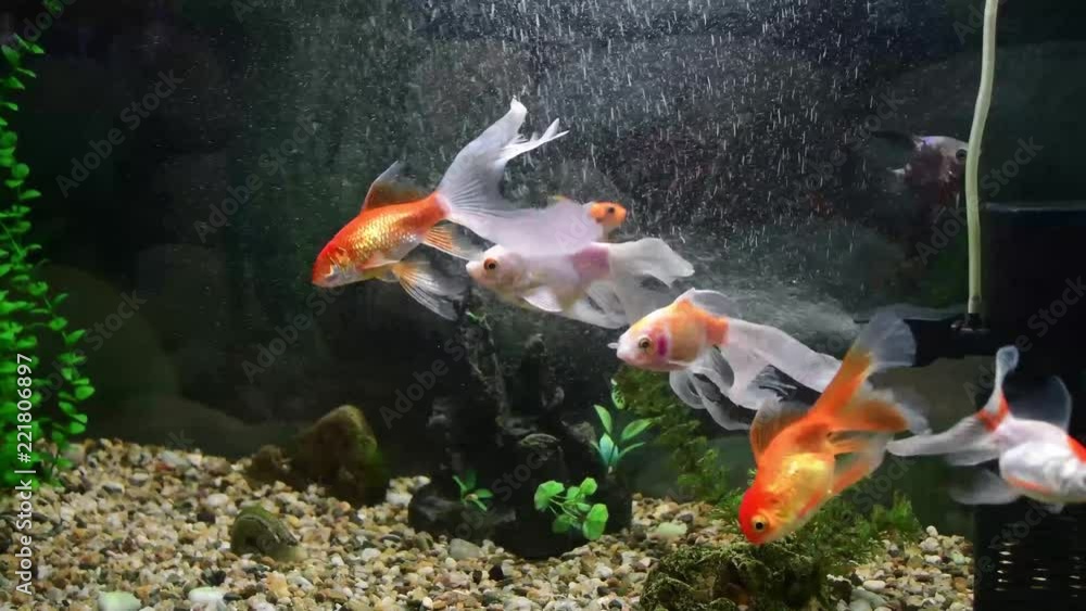 Golden fish (carassius auratus) of various varieties swim in a tropical ...