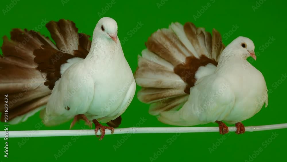 two white dove peacock isolated on a green screen as symbol of peace ...