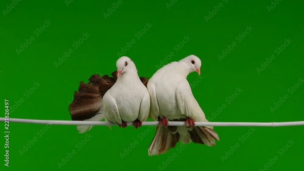 two white dove peacock isolated on a green screen as symbol of peace ...