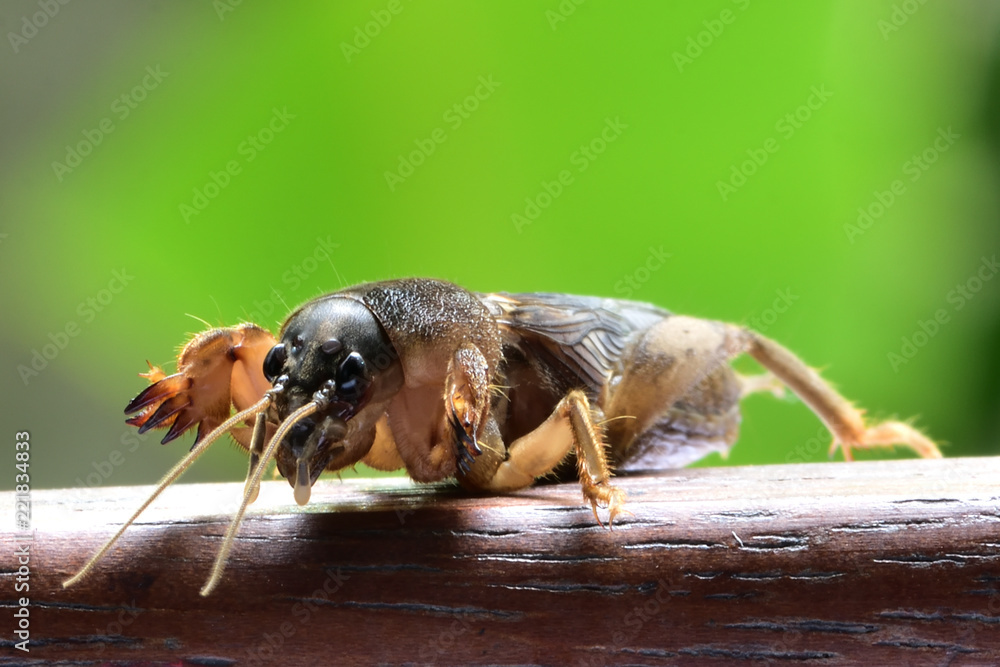 Mole crickets,Flying insects in Thailand. Live in the basement with a ...