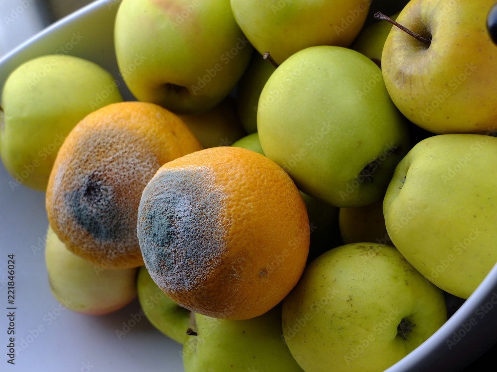 moho de la fruta Stock Photo | Adobe Stock