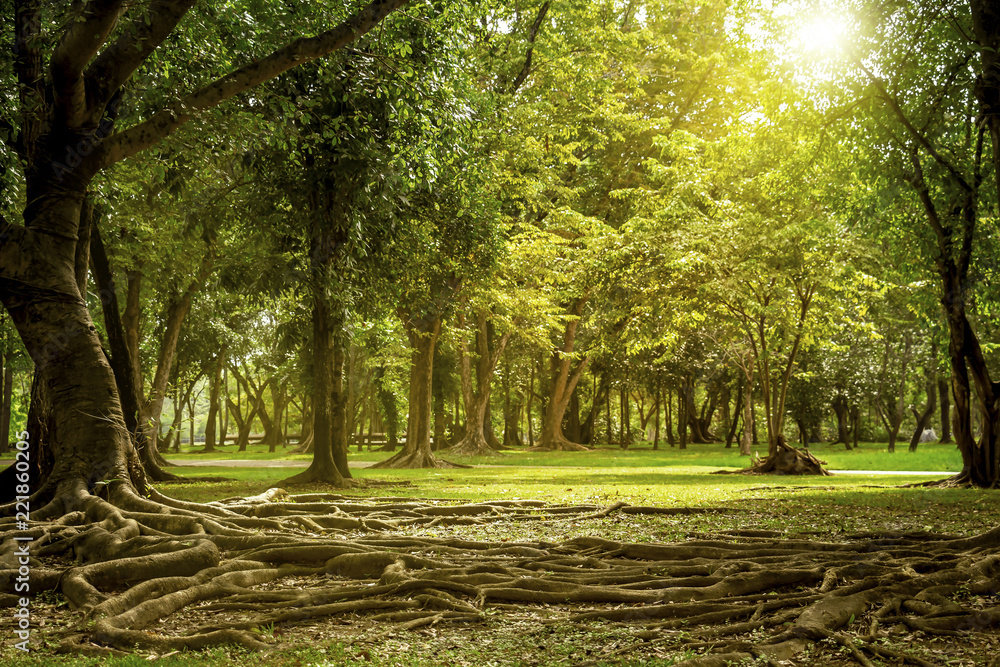 Beautiful nature green tree background in the garden with sunshine ...