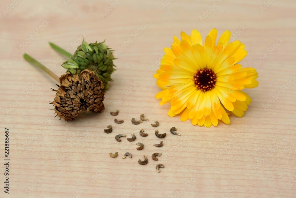 Calendula Officinalis Seeds