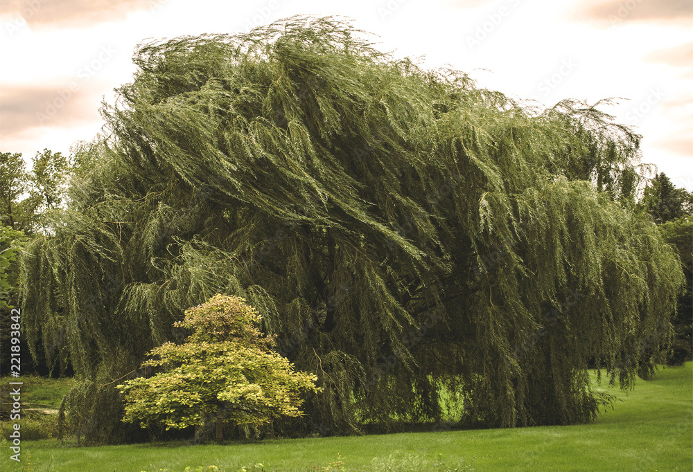 Weeping Willow tree blowing in the breeze Stock Photo | Adobe Stock