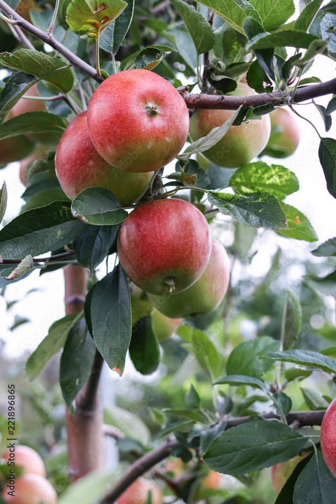 Apple Trees In Autumn