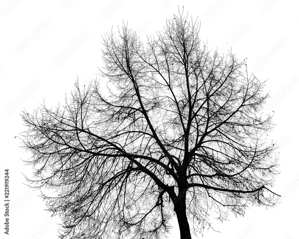 Leave Less Tree Isolated Graphic Silhouette Stock Illustration | Adobe ...