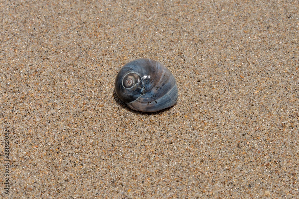 Shell taken on the beach of the Outer Banks of North Carolina on ...