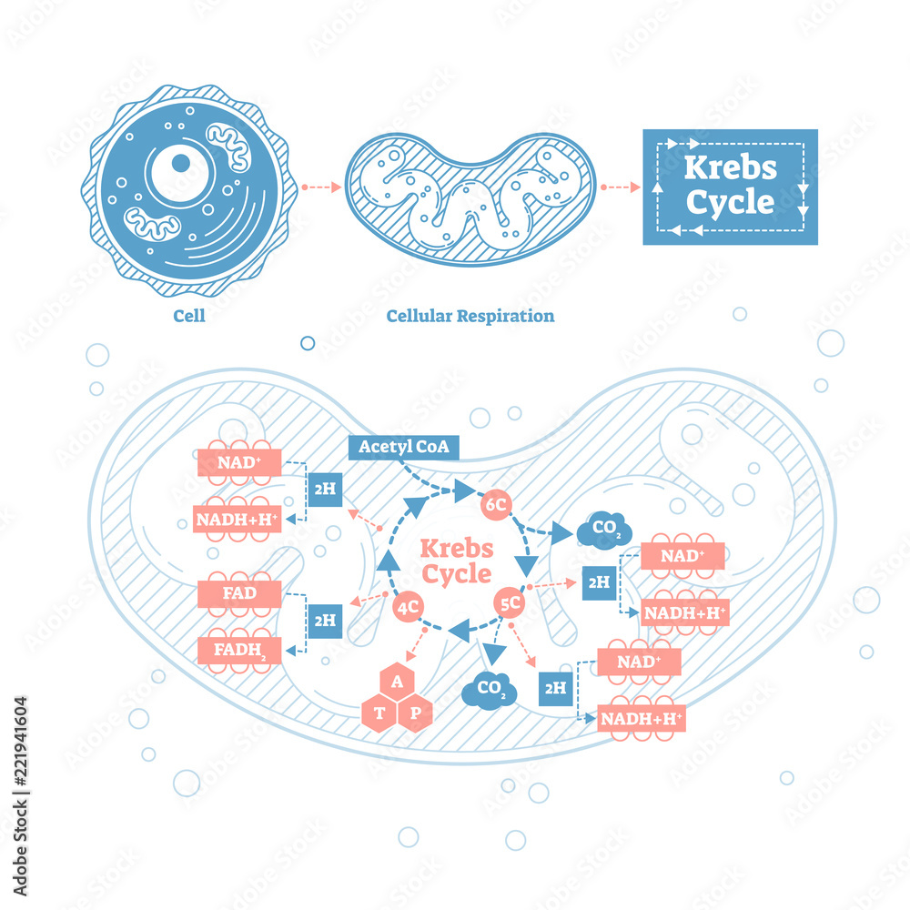 Krebs cycle vector illustration. Cellular respiration labeled outline ...