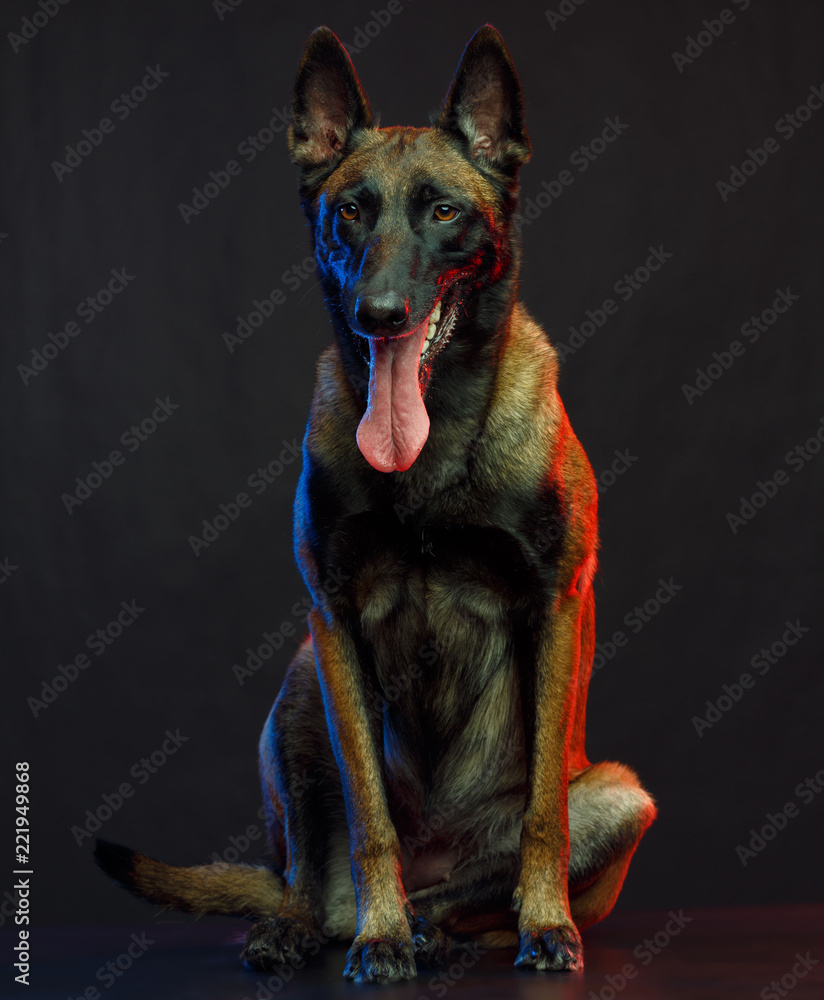 Belgian Shepherd Dog, malinois dog on Isolated Black Background in ...