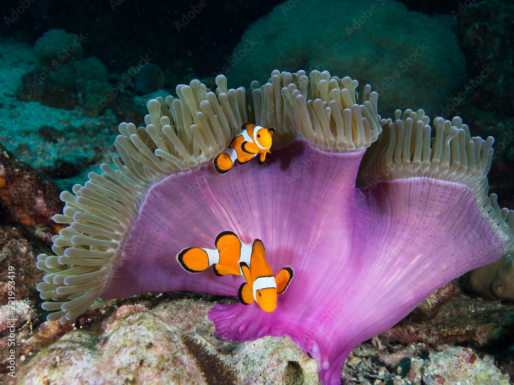 Two nemo Clownfish under the purple mantle of its host anemone Stock ...