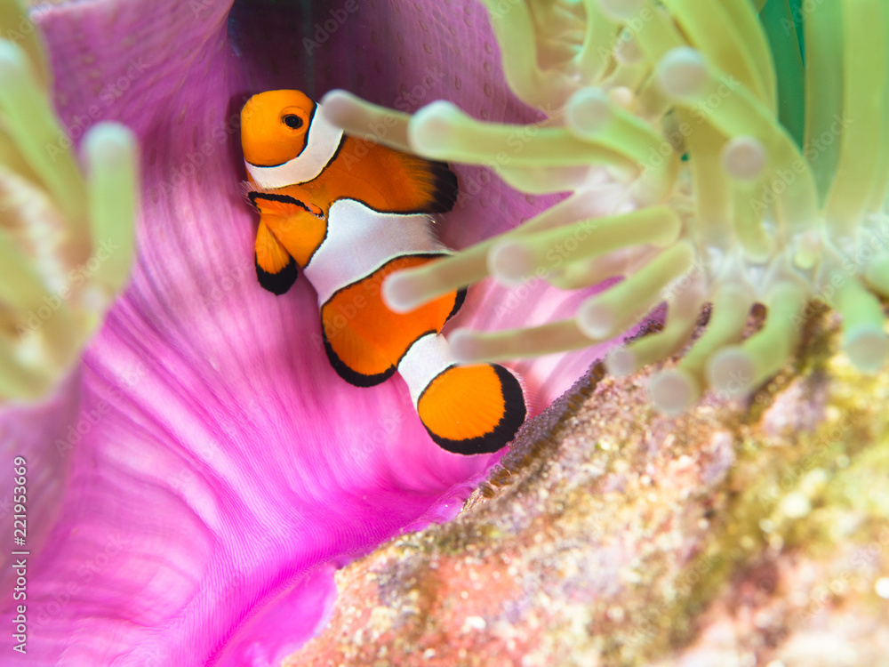 Macro photo of a Nemo clownfish by the purple mantle of the host ...