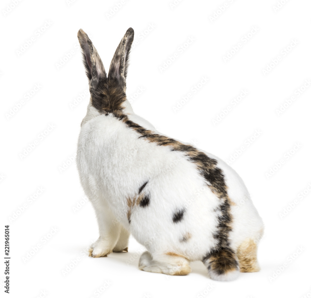 Checkered Giant rabbit is a breed of domestic rabbit that origin Stock ...