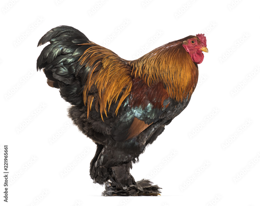Brahma Rooster, standing against white background Stock Photo | Adobe Stock