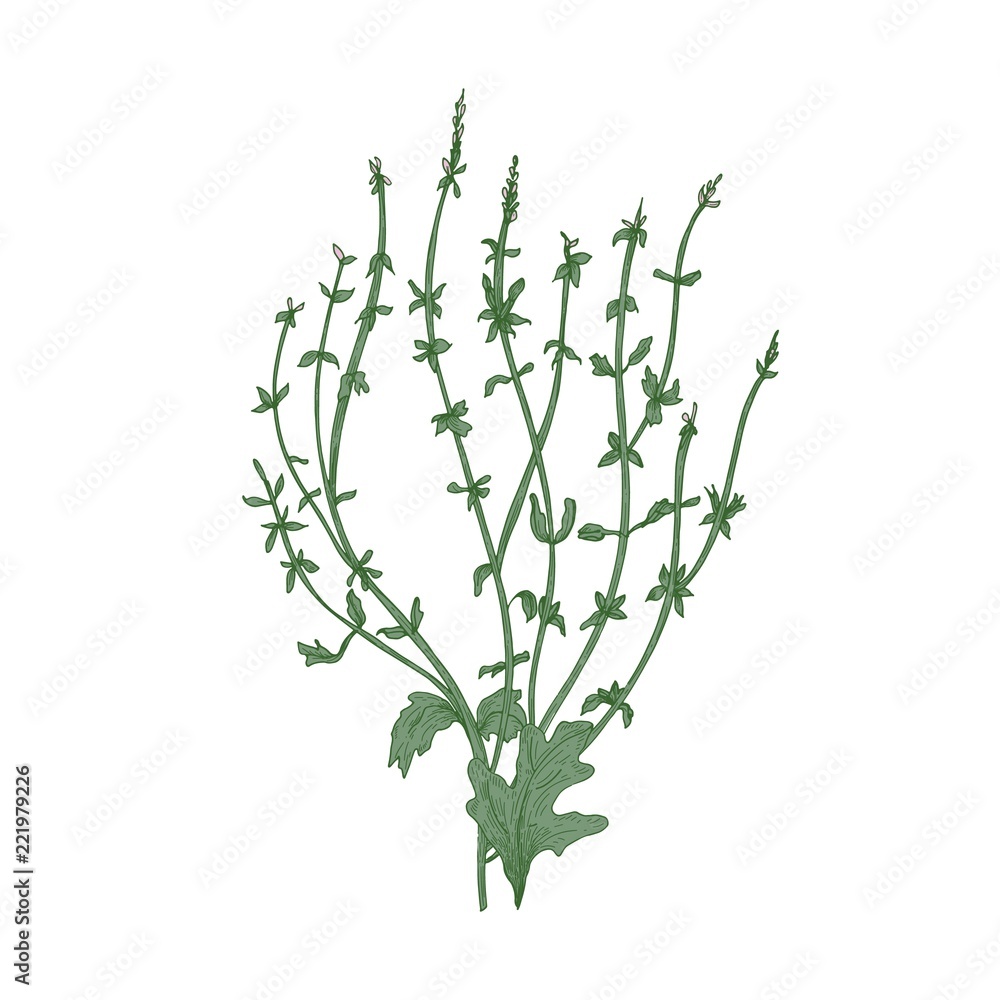 Inebriating mint or intoxicating hare's lip flowers isolated on white ...
