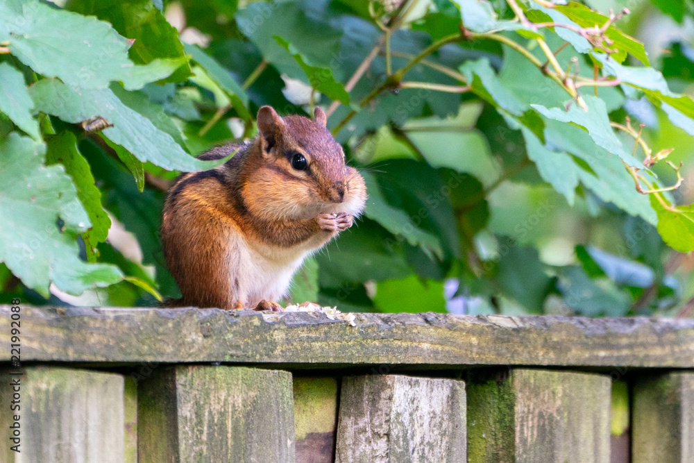 Chipmunk Eating with big cheeks on a Fence Stock Photo | Adobe Stock
