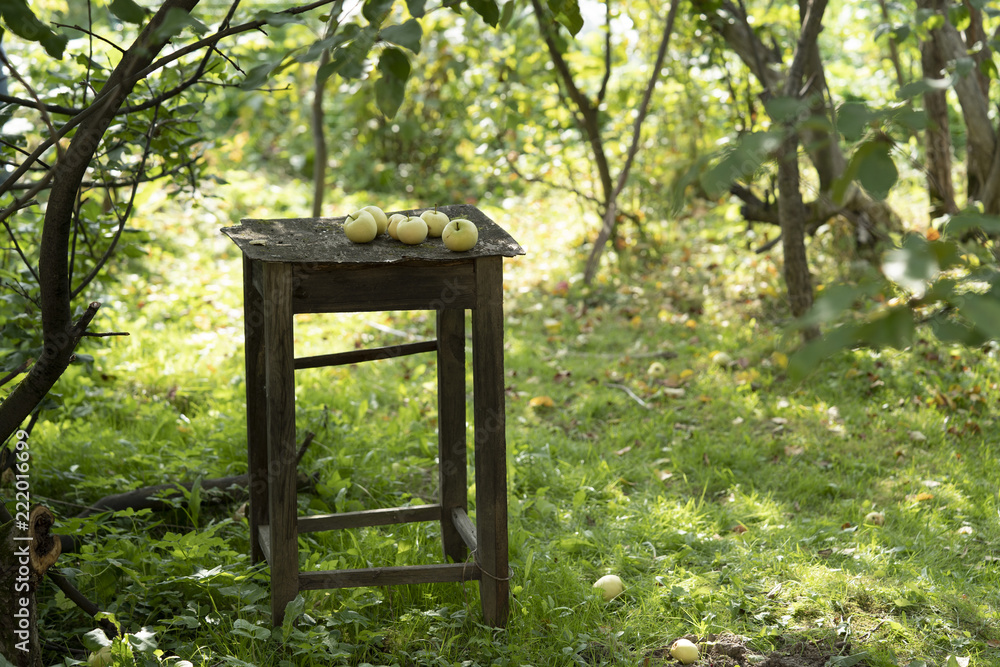 Apples on a old wodden table in an apple garden Stock Photo | Adobe Stock