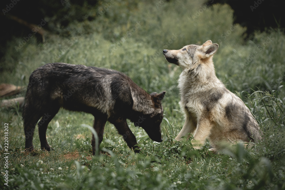 Wolf Pups Play Fighting