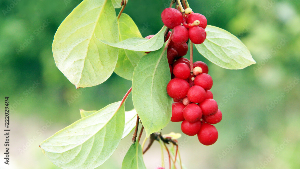 Branches of red schisandra. Schizandra chinensis plant with fruits on ...