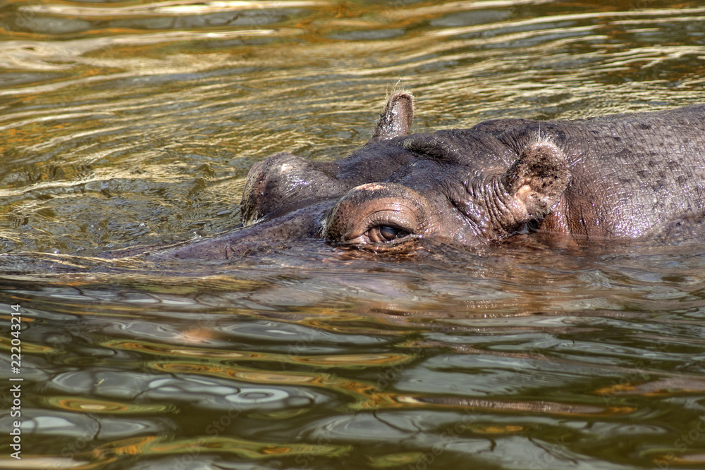 Hipopotam Stock Photo | Adobe Stock