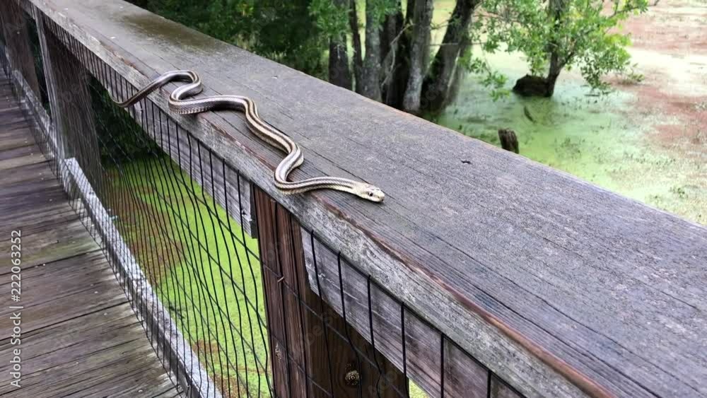 Garter Snake slithering along wooden fence on a bridge over a bayou ...