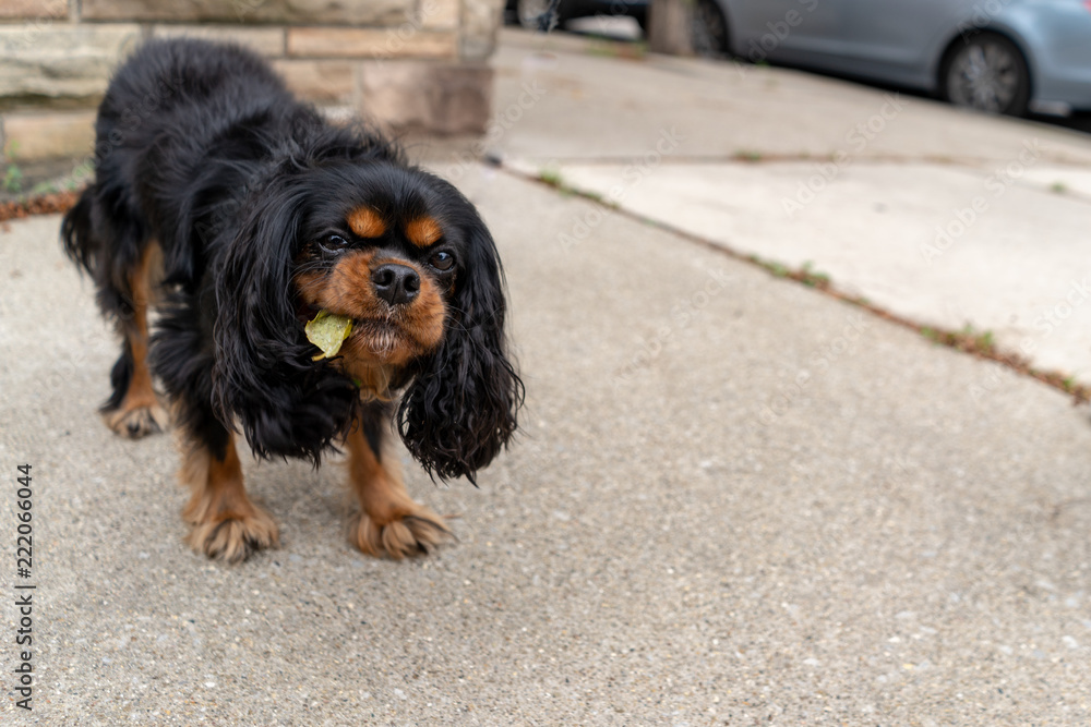 Baby Cavalier King Charles Spaniel Black