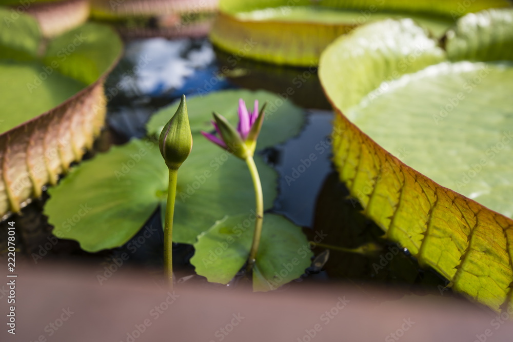 Lotus Flower, The Blue Lotus Garden Stock Photo | Adobe Stock