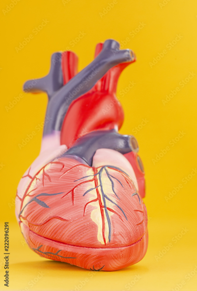 Isolated model of a human heart on yellow background. Stock Photo ...