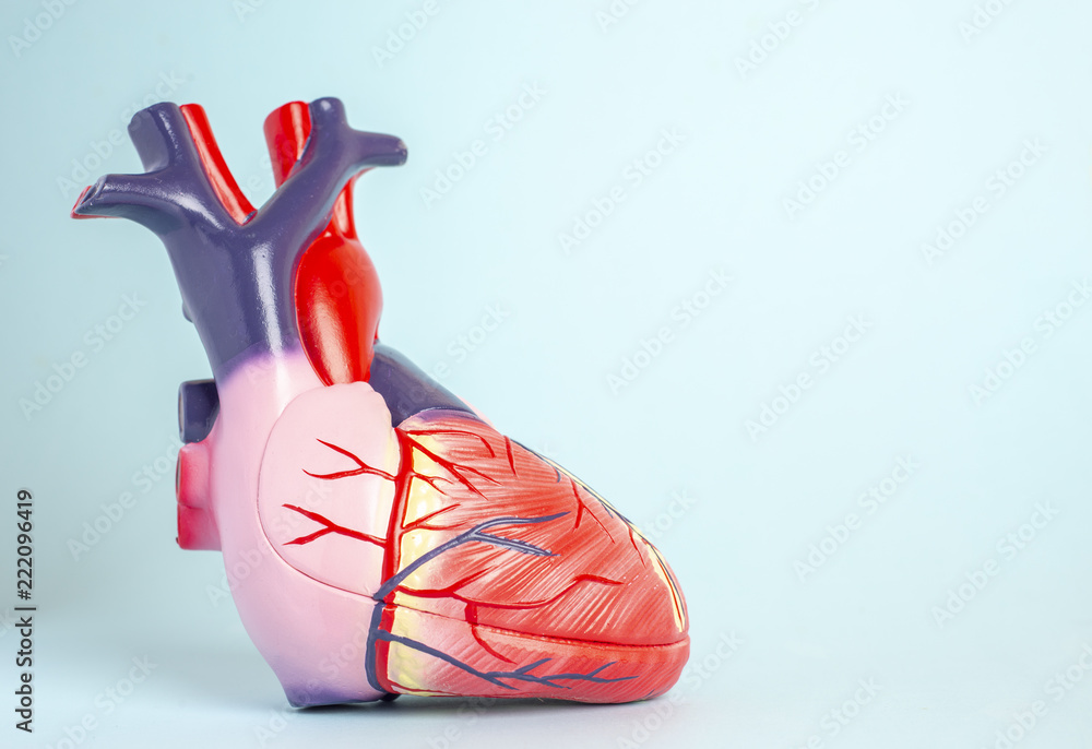 Sideways of isolated model of a human heart on light blue background ...