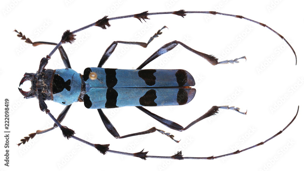 Rosalia lameerei-a Cerambycidae Longhorn beetle Stock Photo | Adobe Stock