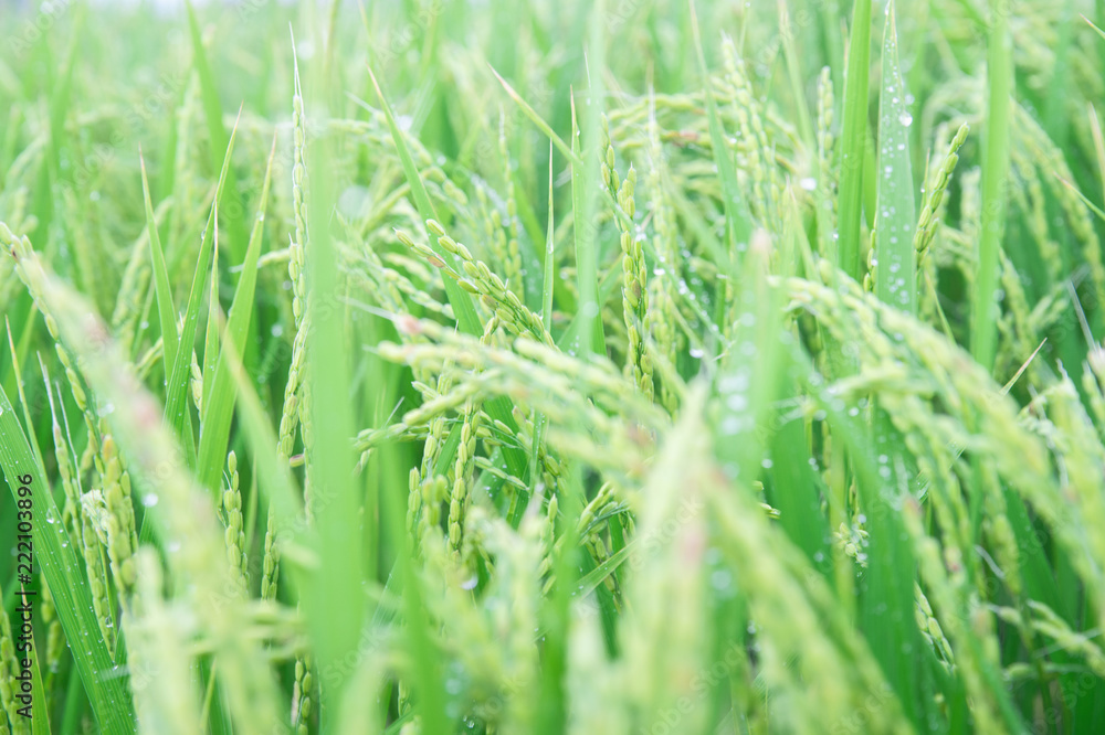 Paddy field's unripe rice stalk in summer in Shizuoka, Japan Stock ...
