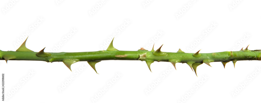 stem of rose bush with thorns on an isolated white background Stock ...