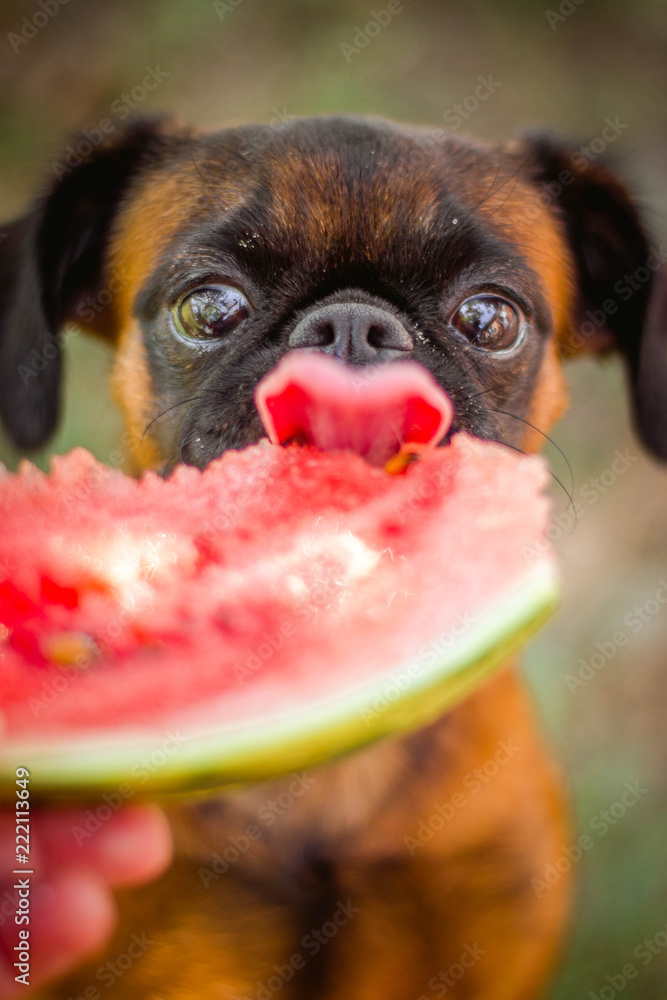dog eating watermelon Stock Photo | Adobe Stock