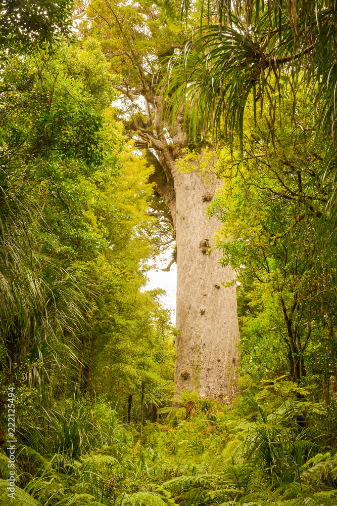 Sacred giant kauri tree called Tane Mahute Stock Photo | Adobe Stock