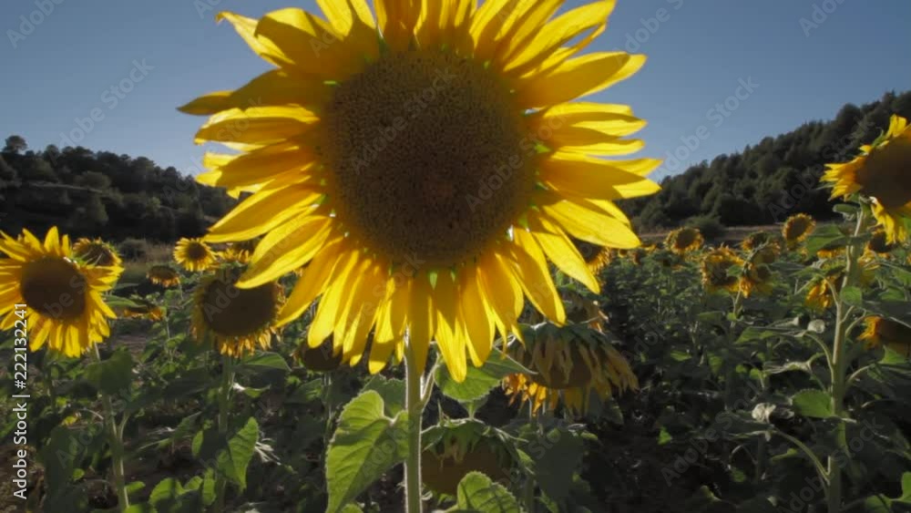 Sunflower field under the late August scorching sun Stock Video | Adobe ...