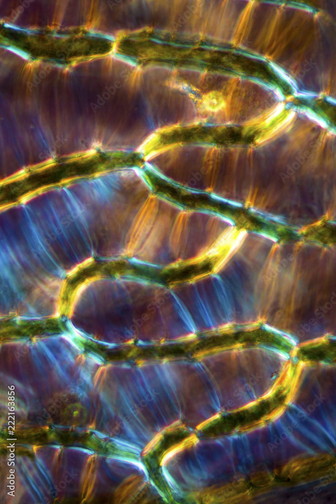 Abstract micrograph of living cells in a peat moss leaf. Stock Photo ...