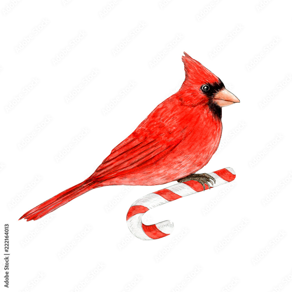 Cardinal Bird. Christmas Cardinal bird watercolor painting clip art ...