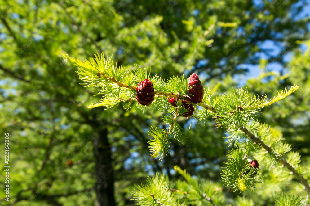 Young red cones of cedar. Young succulent shoots of cedar tree seeds ...