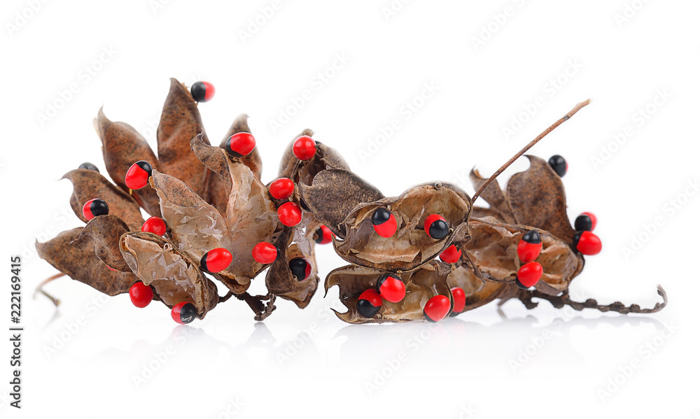 Jequirity (Abrus precatorius Linn.)isolated on white background Stock ...