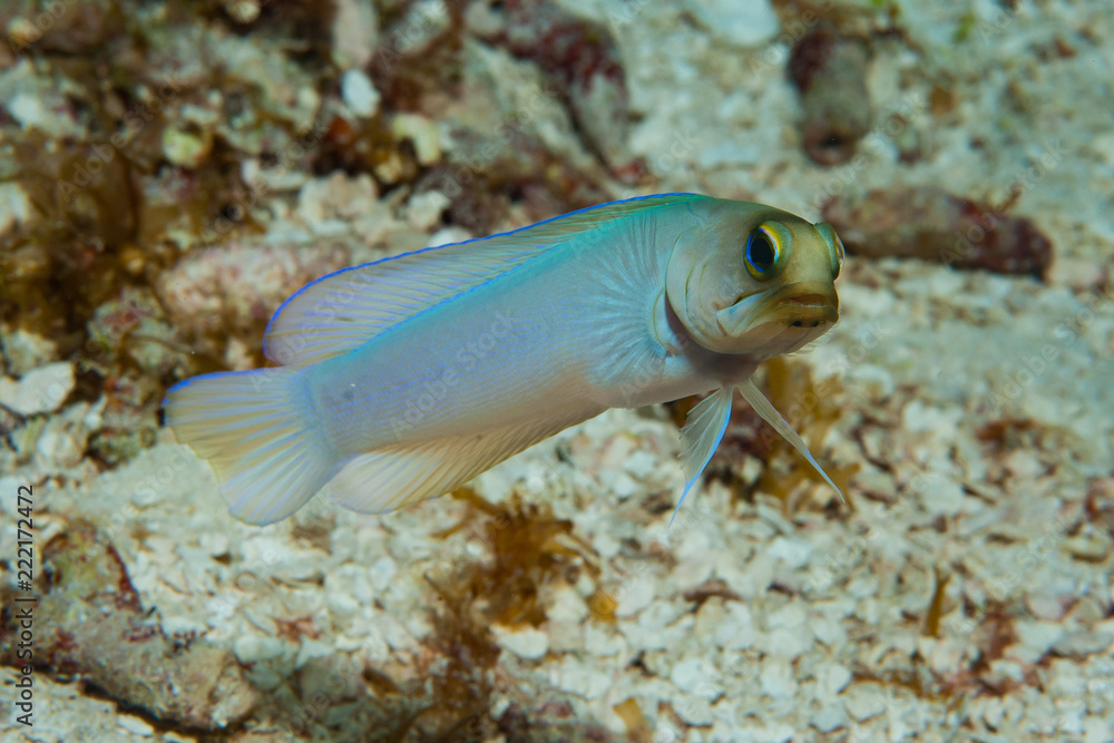 Pearly Jawfish