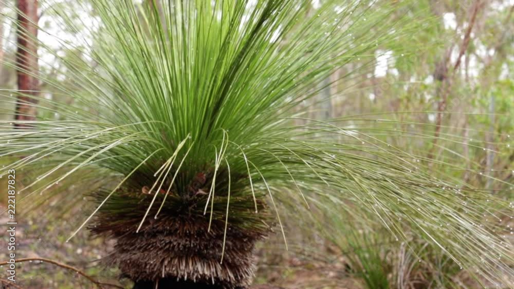 Video Stock Beautiful Australian Native bushland during light rain ...