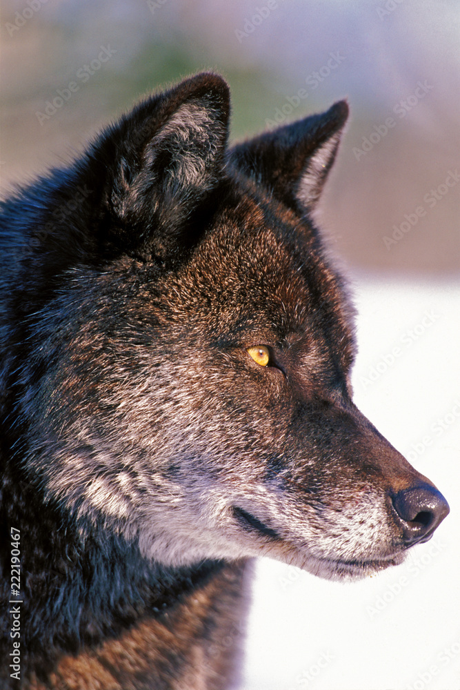 Beautiful black Wolf, portrait profile, close up Stock Photo | Adobe Stock