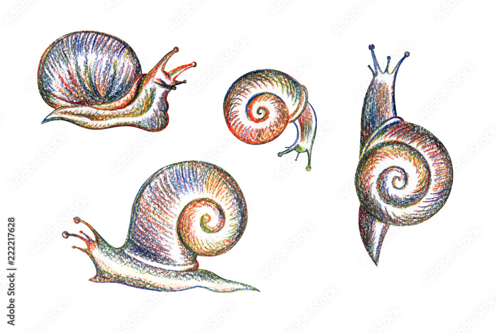 Set of snails, pencil drawing on white background, isolated with ...